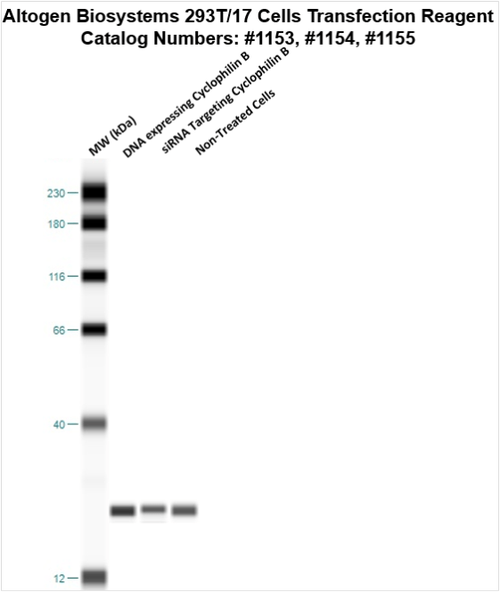 293T Cells Transfection Reagent (CRL-11268) | Transfection Reagents | Cell Lines, In Vivo ...