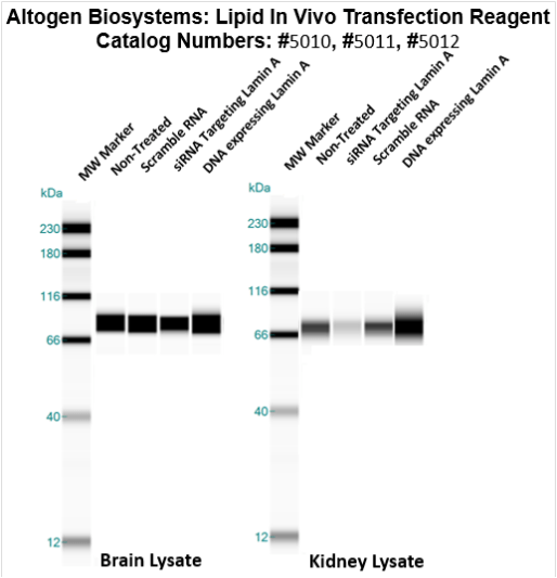 LIPID In Vivo Transfection Reagent | Transfection Reagents | Cell Lines ...