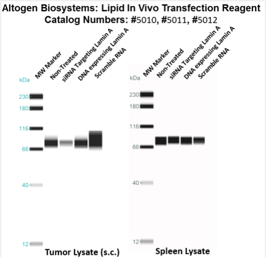 LIPID In Vivo Transfection Reagent | Transfection Reagents | Cell Lines ...