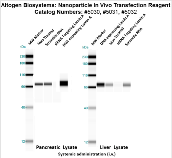 Nanoparticle In Vivo Transfection Reagent | Transfection Reagents ...