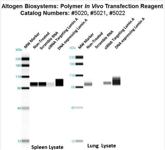 POLYMER In Vivo Transfection Reagent | Transfection Reagents | Cell ...
