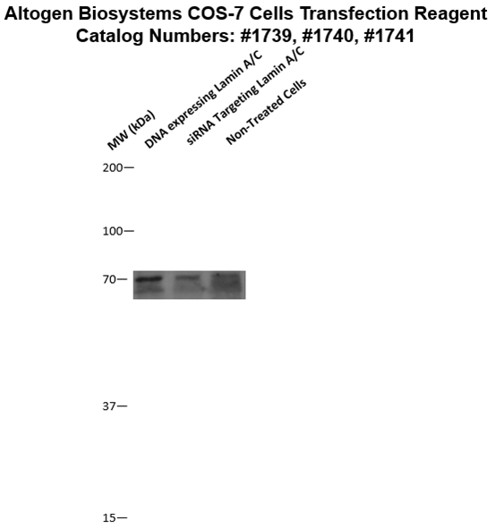 COS-7 Transfection Reagent (Kidney Cells, CRL-1651) | Transfection ...