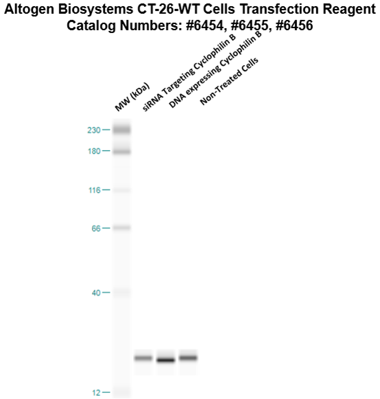 CT26WT Transfection Reagent (Colon Carcinoma) | Transfection Reagents ...