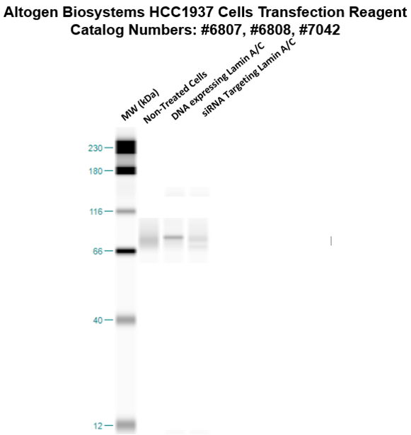 HCC1937 Transfection Reagent (Breast Carcinoma) | Transfection Reagents ...