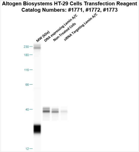 HT-29 Transfection Kit (Colorectal Adenocarcinoma) | Transfection ...