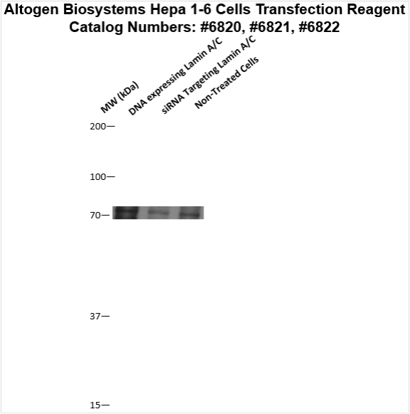Hepa 1-6 Transfection Kit (Hepatoma Cells) | Transfection Reagents ...