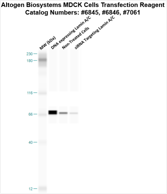 MDCK Transfection Reagent (Kidney Cells, CCL-34) | Transfection ...