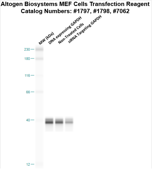 MEF Transfection Reagent (Mouse Fibroblast Cells) | Transfection ...
