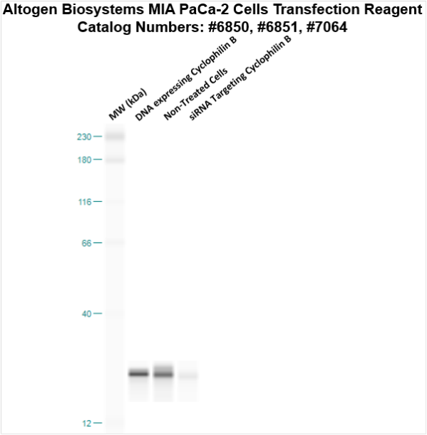 MIA PaCa-2 Transfection Kit (Pancreatic Carcinoma) | Transfection ...