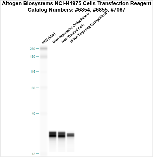 NCI-H1975 Transfection Kit (Lung Carcinoma) | Transfection Reagents ...