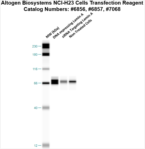 NCI-H23 Transfection Reagent (Lung Adenocarcinoma) | Transfection ...