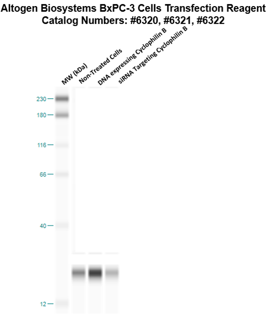 BxPC-3 Transfection Kit (Pancreatic Cancer Cells) | Transfection ...