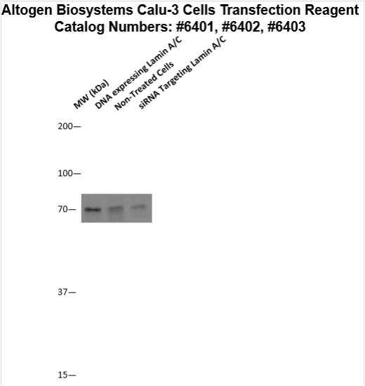 Calu-3 Transfection Kit (Lung Carcinoma, HTB-55) | Transfection ...