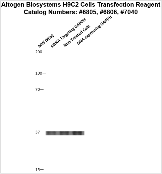 H9c2 Transfection Reagent (Embryonic Myocardium) | Transfection ...