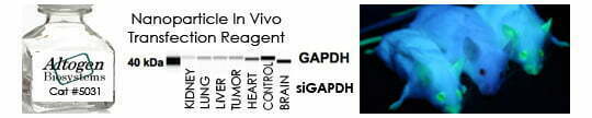 RNA Interference (RNAi) | Transfection Reagents. Cell Line Optimized ...