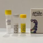 HCN-1A Transfection Reagent (Brain Neuronal Cells) | Transfection ...