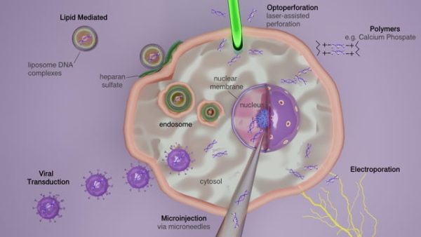 Transfection Resource: Methods, Protocols, Techniques | Altogen ...