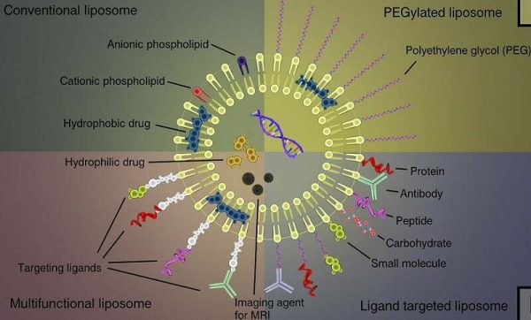 Transfection Resource: Methods, Protocols, Techniques | Altogen ...