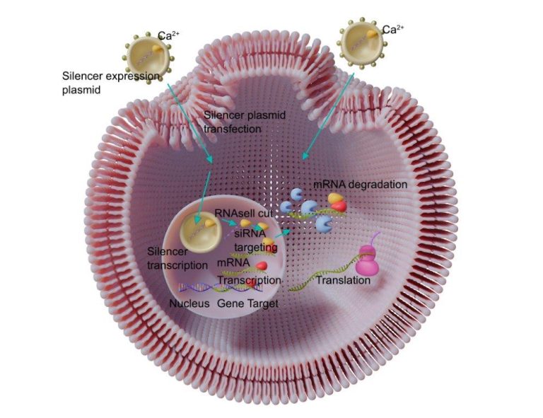 Cell Transfection | Transfection Reagents | Cell Lines, In Vivo ...